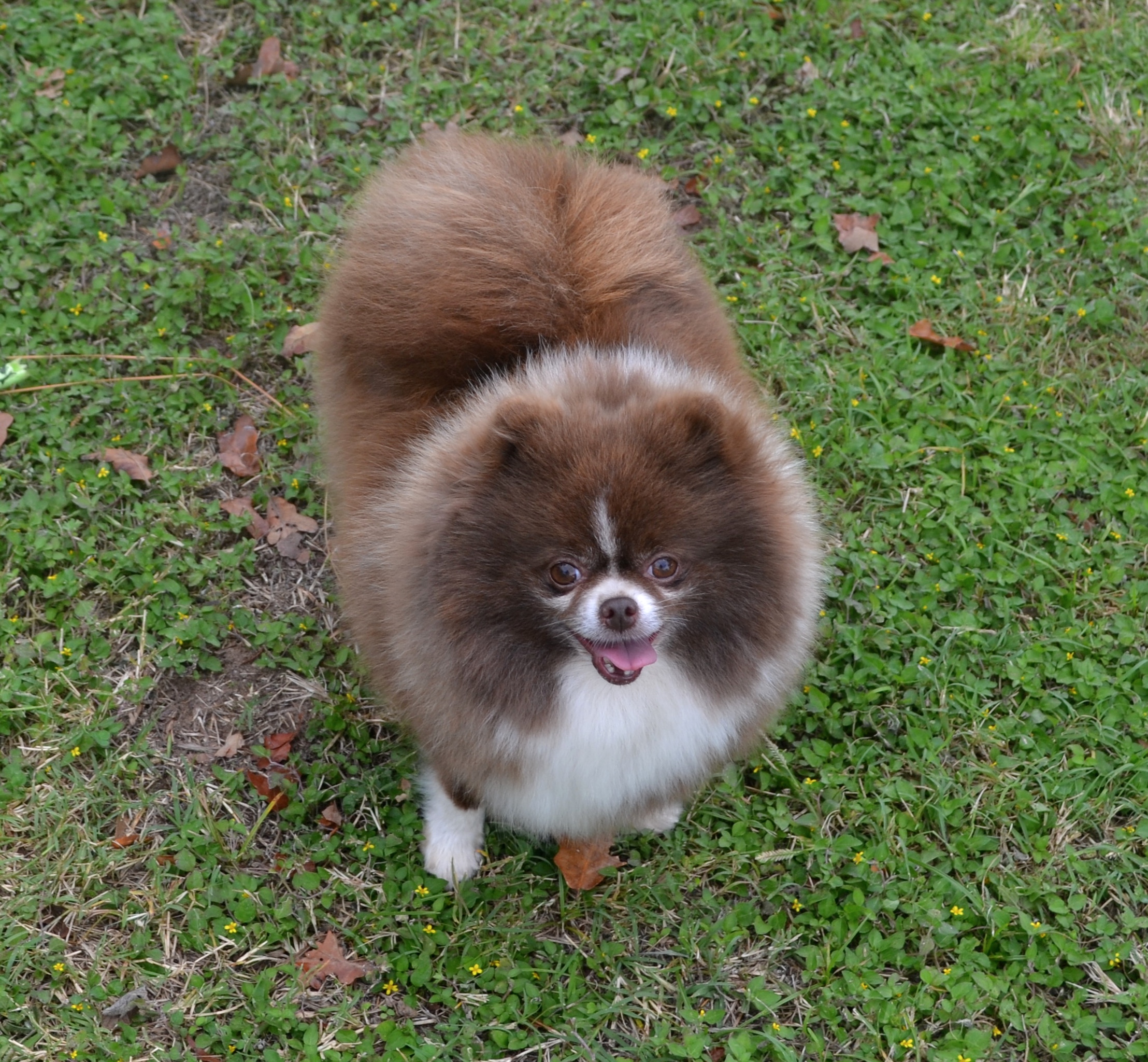 Parti Poms | Dee Dee's Pomeranians