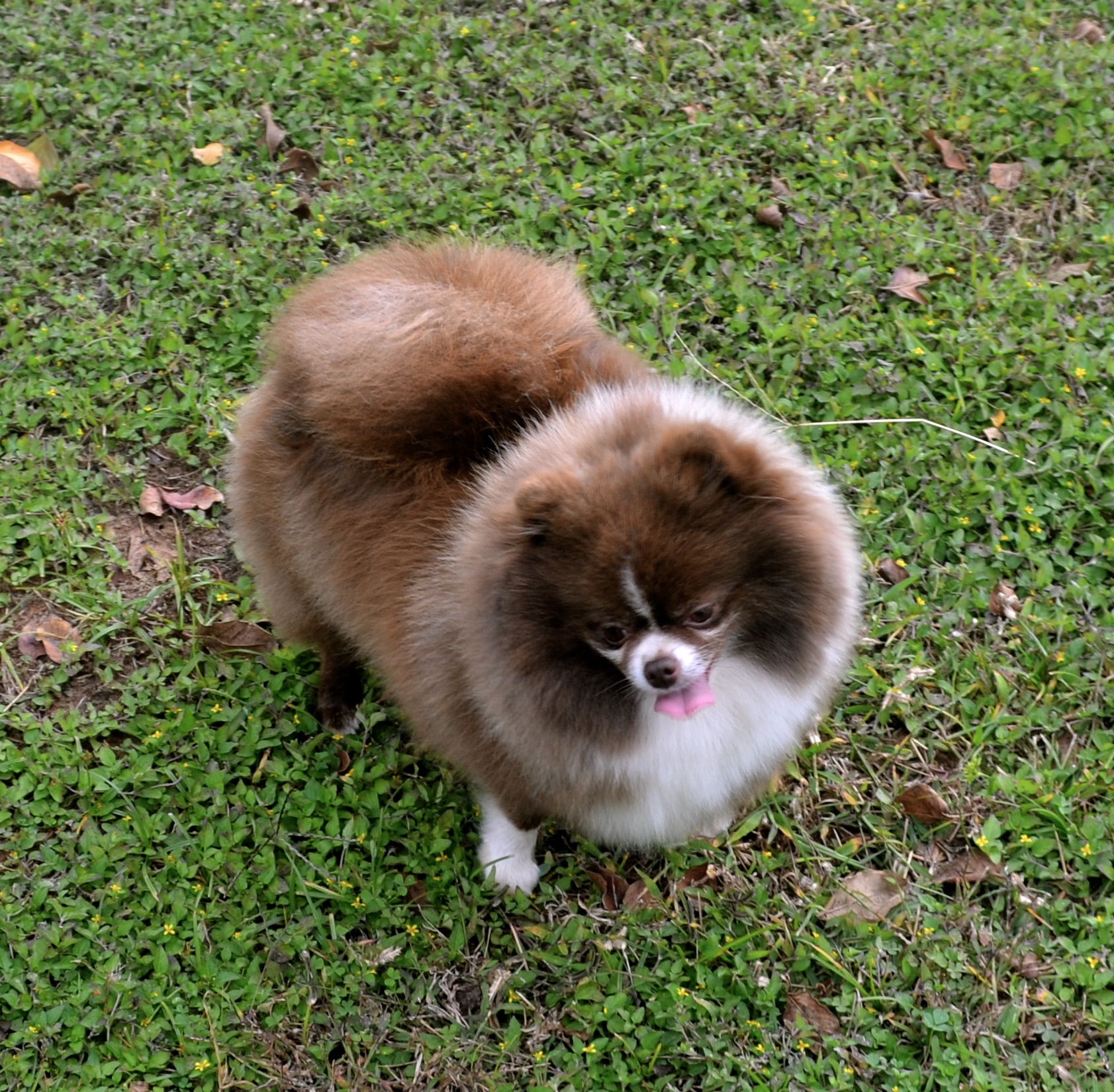 Parti Poms | Dee Dee's Pomeranians