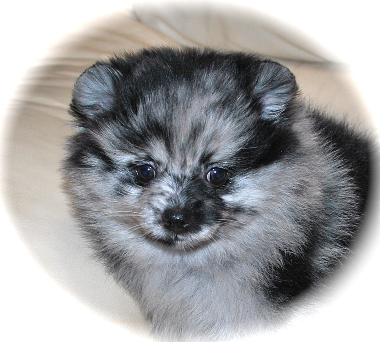 Merle Pomeranains | Dee Dee's Pomeranians