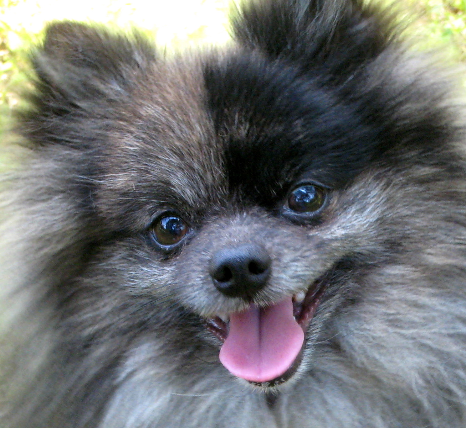 Merle Pomeranains | Dee Dee's Pomeranians